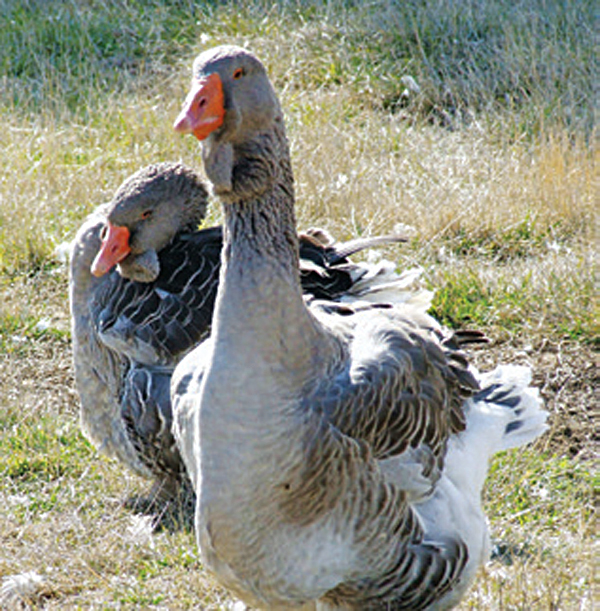 Giant Embden Goose